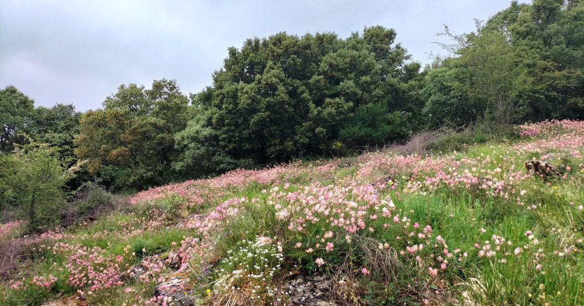 Microreservas de flora, una importante figura para la conservación ...